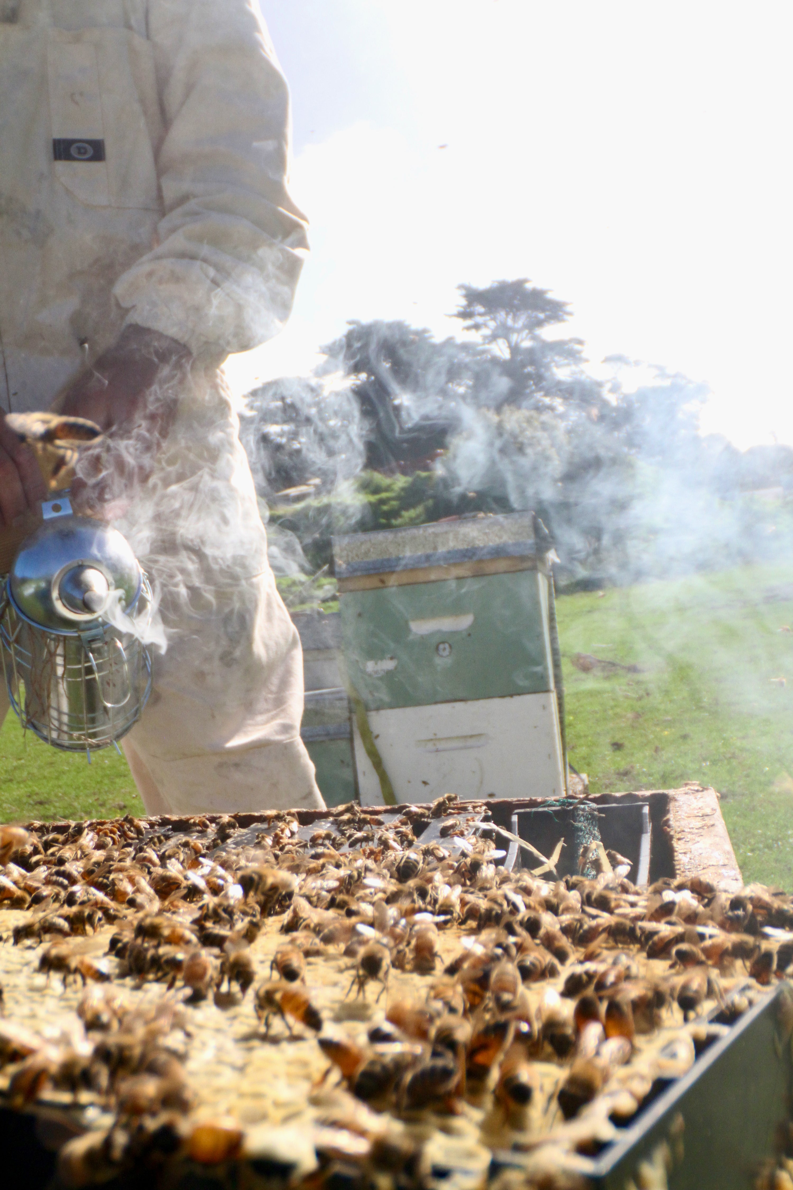 Tai Tokerau Honey Ltd